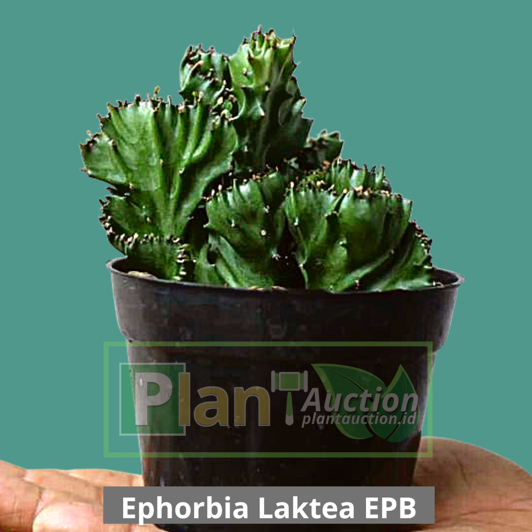 Ephorbia Laktea EPB – Plant Auction