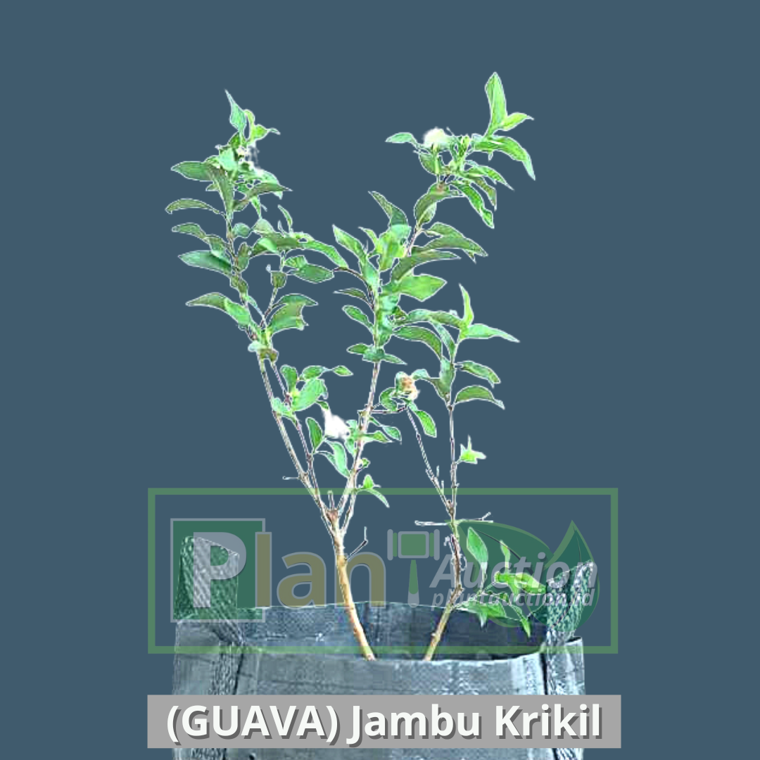 Jambu Krikil (Guava) – Plant Auction