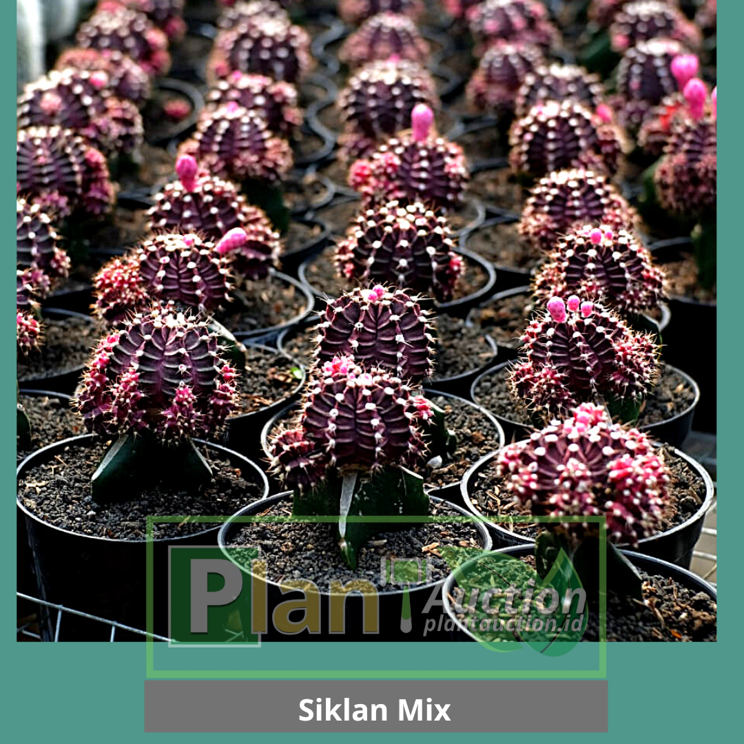 Siklan Mix – Plant Auction