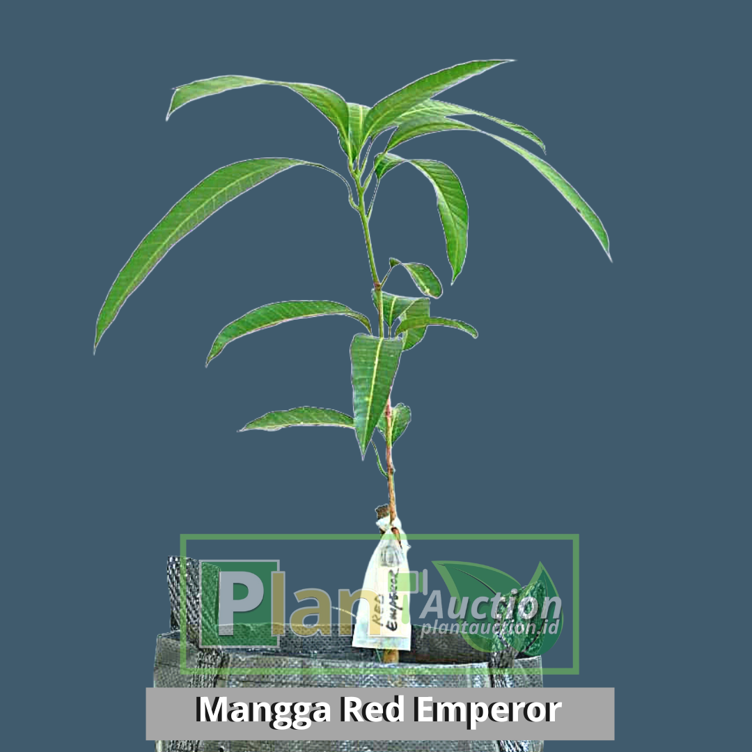 Mangga Red Emperor – Plant Auction
